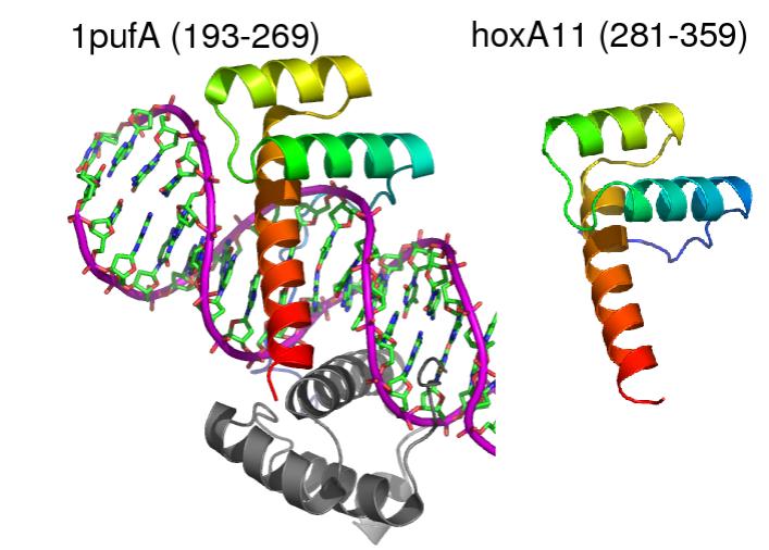 Structural Characterization of HoxA11 – Meiler Lab
